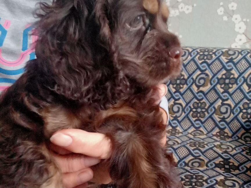 Американский кокер спаниель