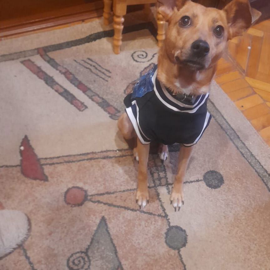 Молоденькая собачка в добрые руки