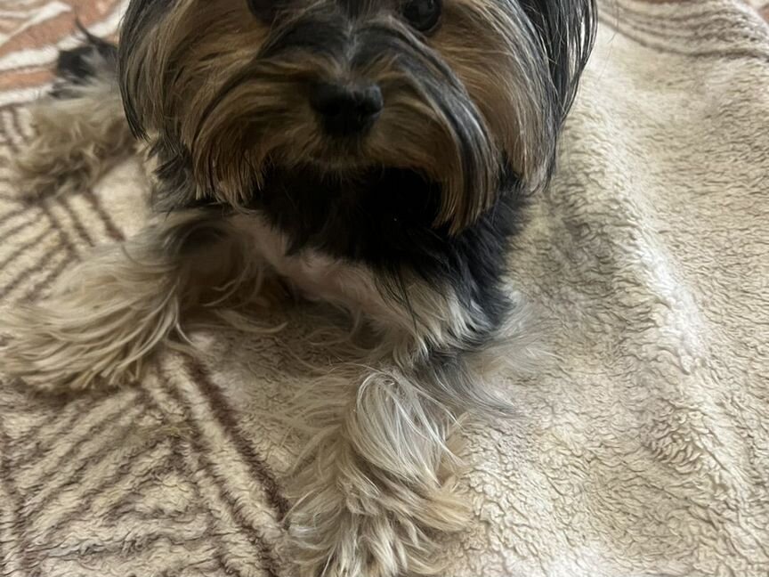 Щенки йорка