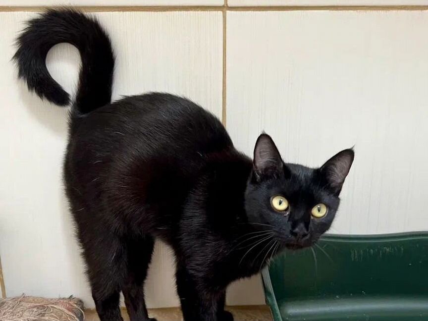 Маленькая пантера Рики. Лесной приют