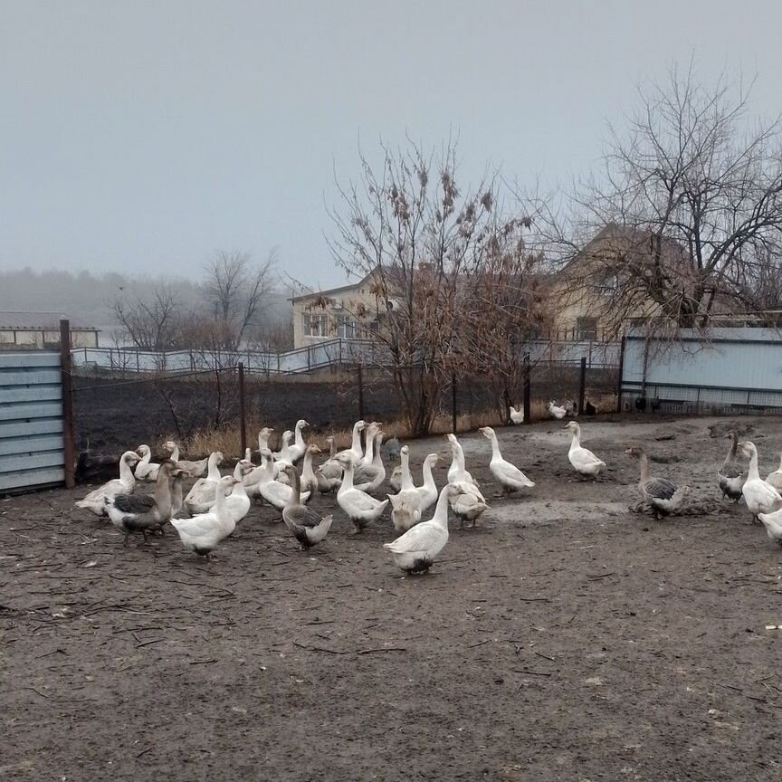 Гуси крупные