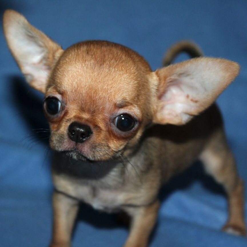Чихуахуа мальчик