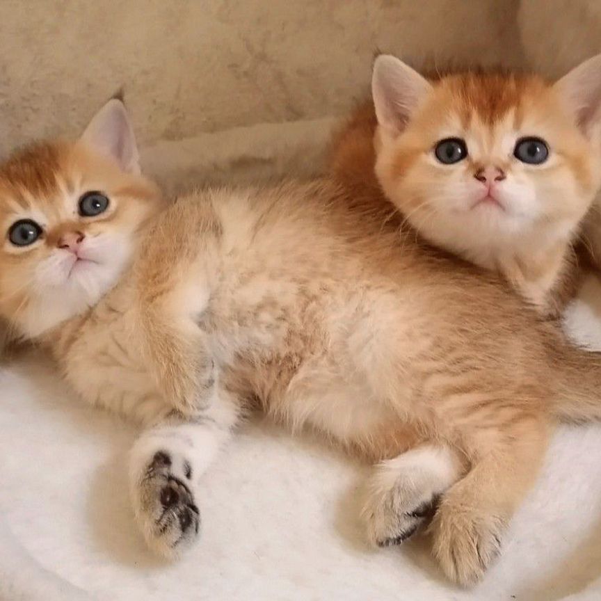 Шиншилловые котодетки в золотом окрасе