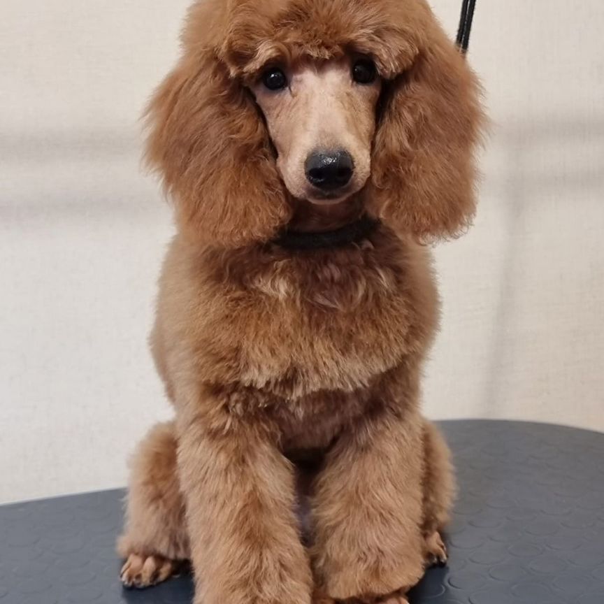 Пудель.Девочка Матильда.3.5месяца.Шоу класс.Ркф