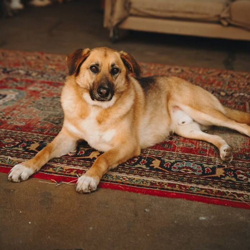 Взрослый пёс в добрые руки