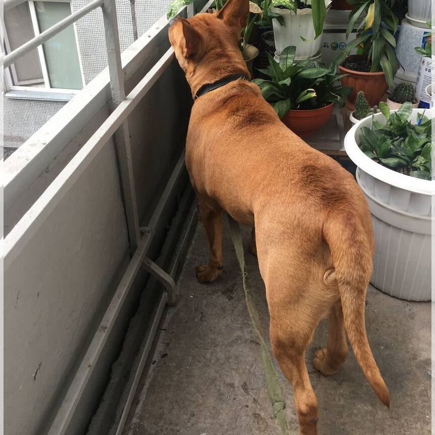 Американский стаффордширский терьер, взрослый пёс