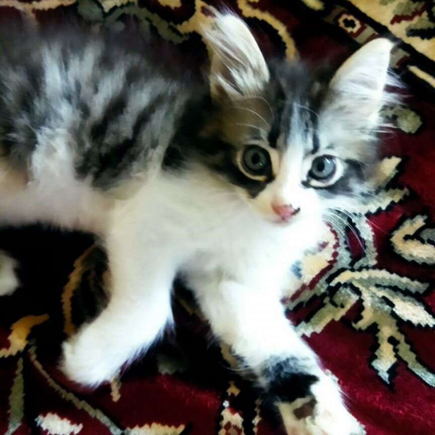 Кошка, 1.5 месяца, отдается в хорошие руки