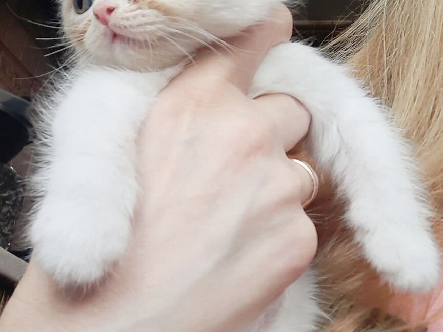 Котята