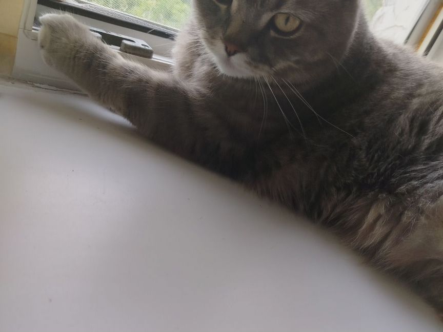 Кот
