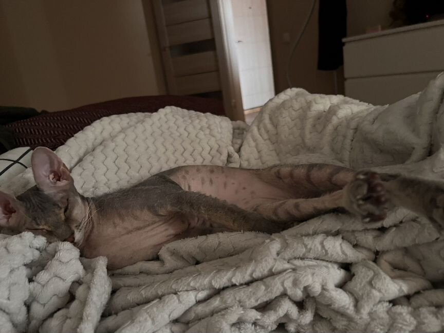 Вязка кошки Донской Сфинкс