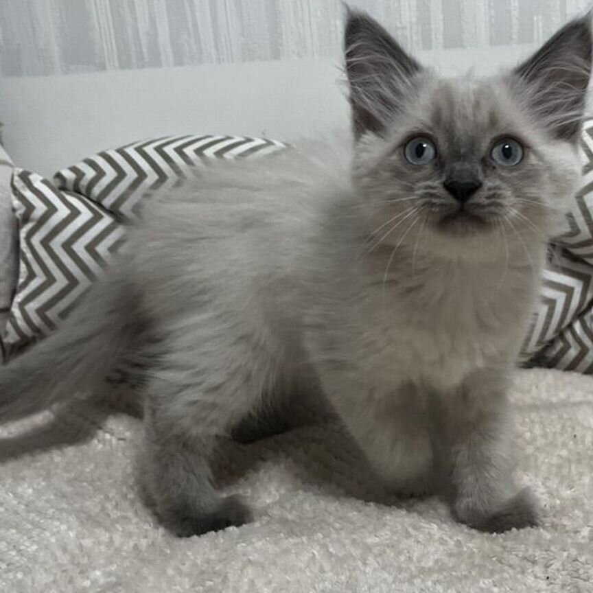 Тайская кошечка
