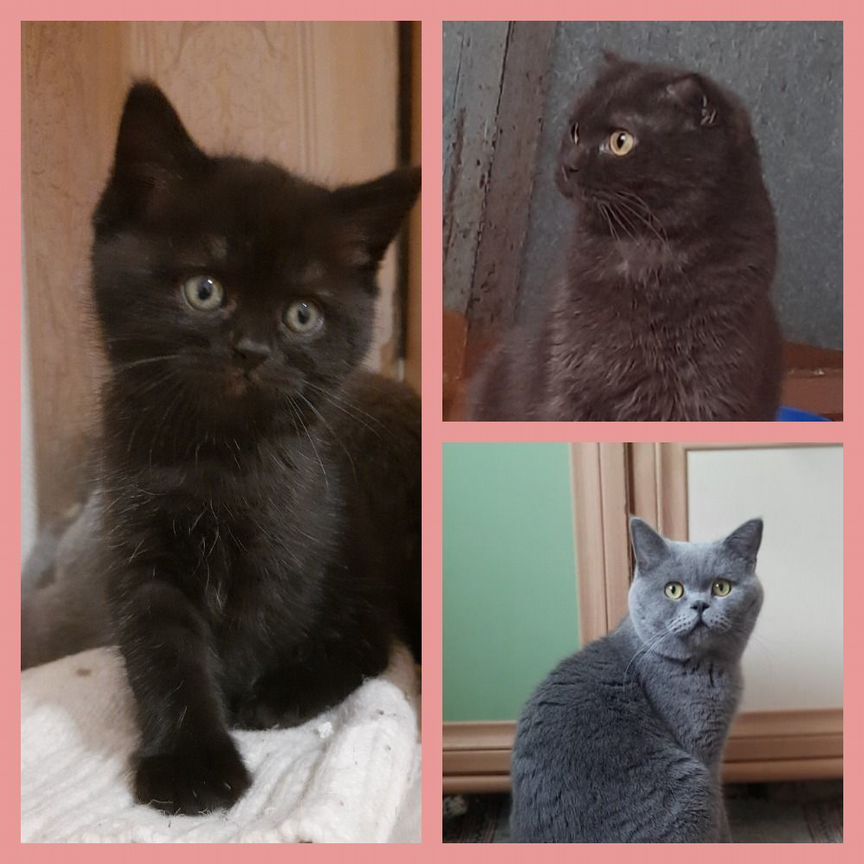 Котенок