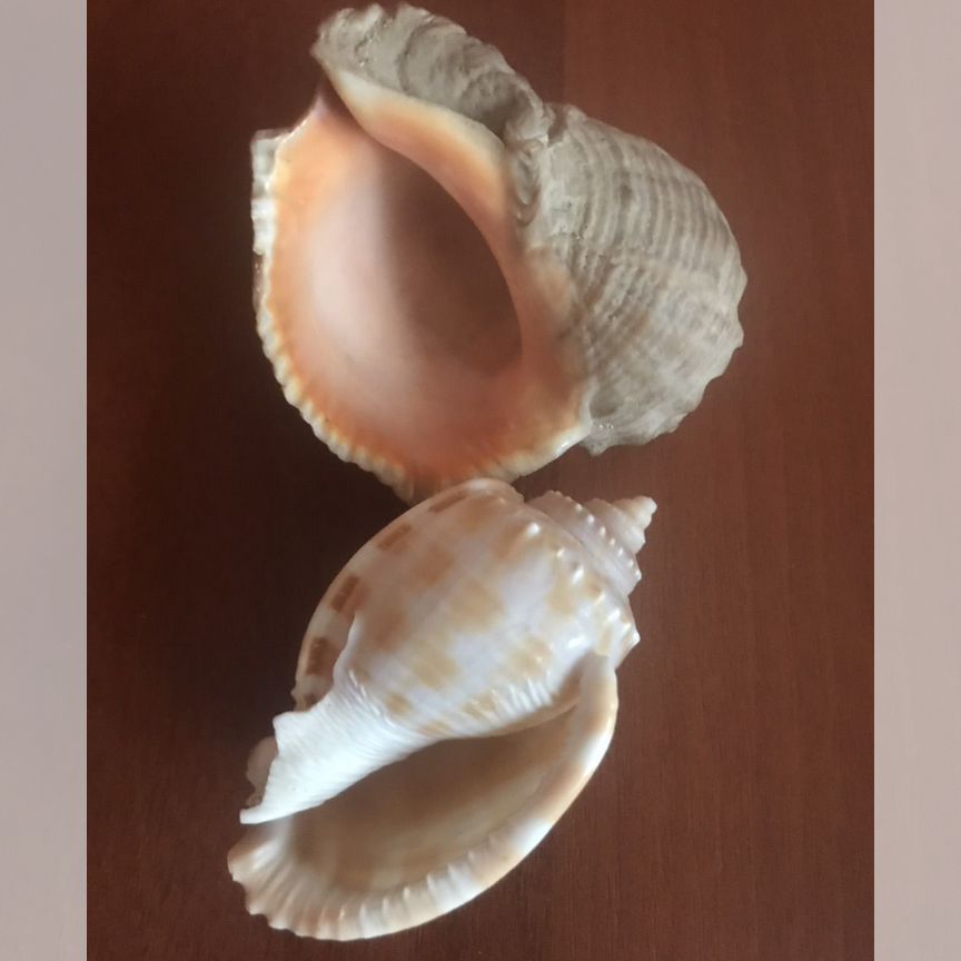 Океанская ракушка