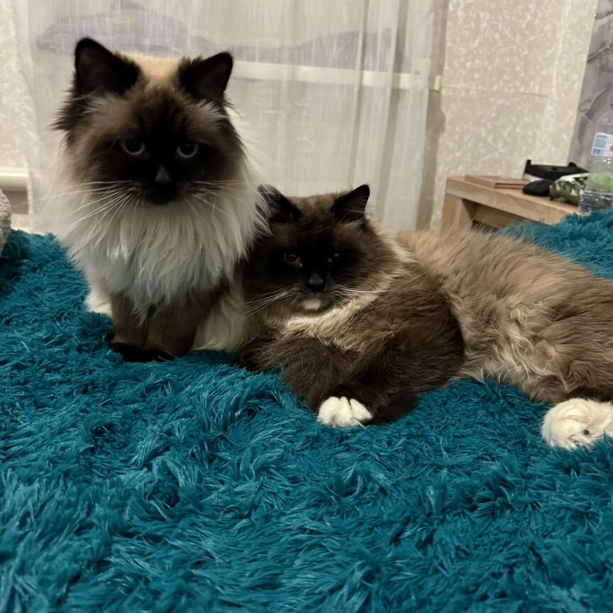 Котята невские маскарадные