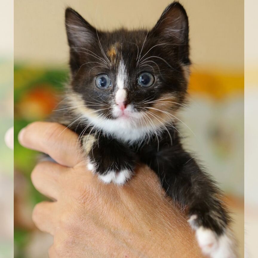 Котята девочки 1,5 мес
