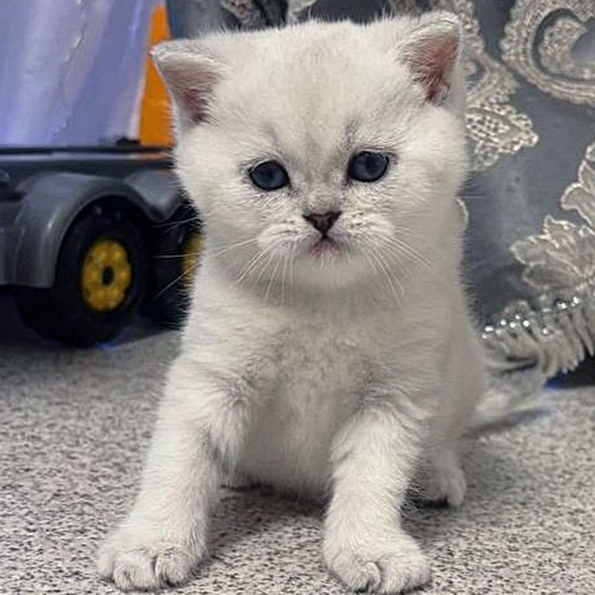 Британский короткошёрстный котёнок