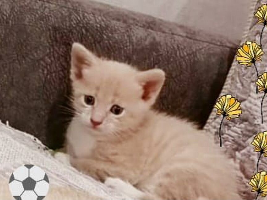 Красивый котенок персикового окраса в добрые руки
