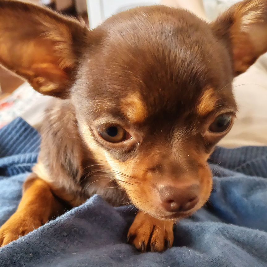 Чихуахуа, щенок