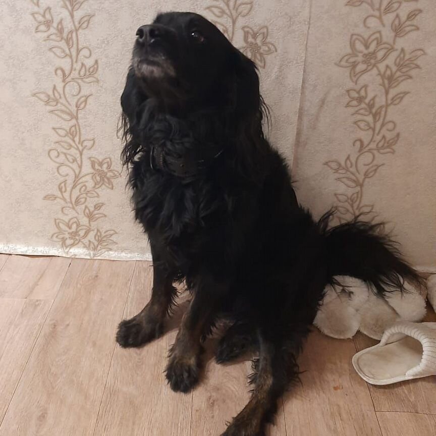 Взрослый пёс в добрые руки