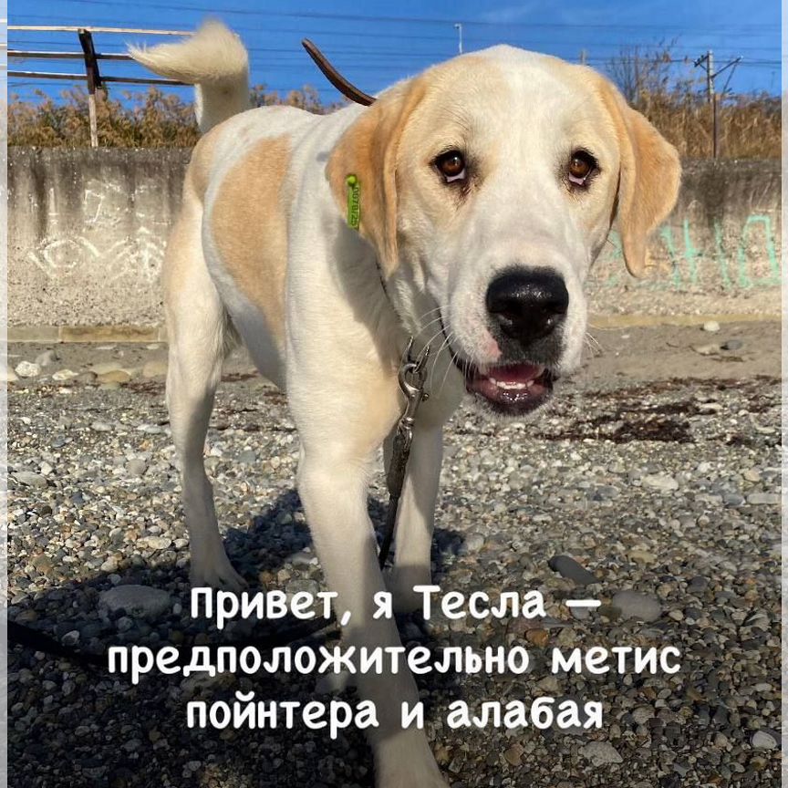 Взрослая собака в добрые руки