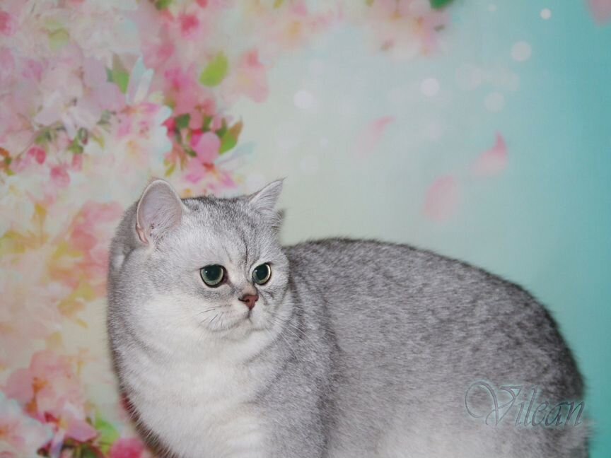 Британский котик серебристая шиншилла