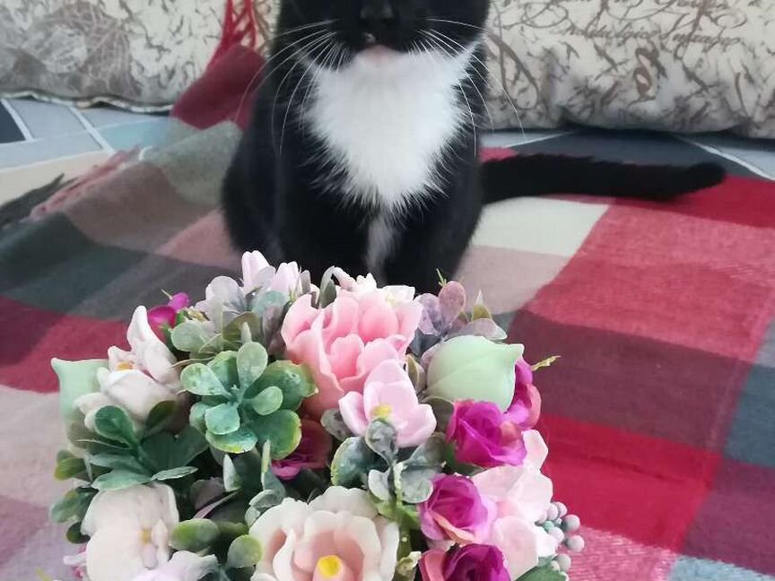 Молодой котик ищет семью