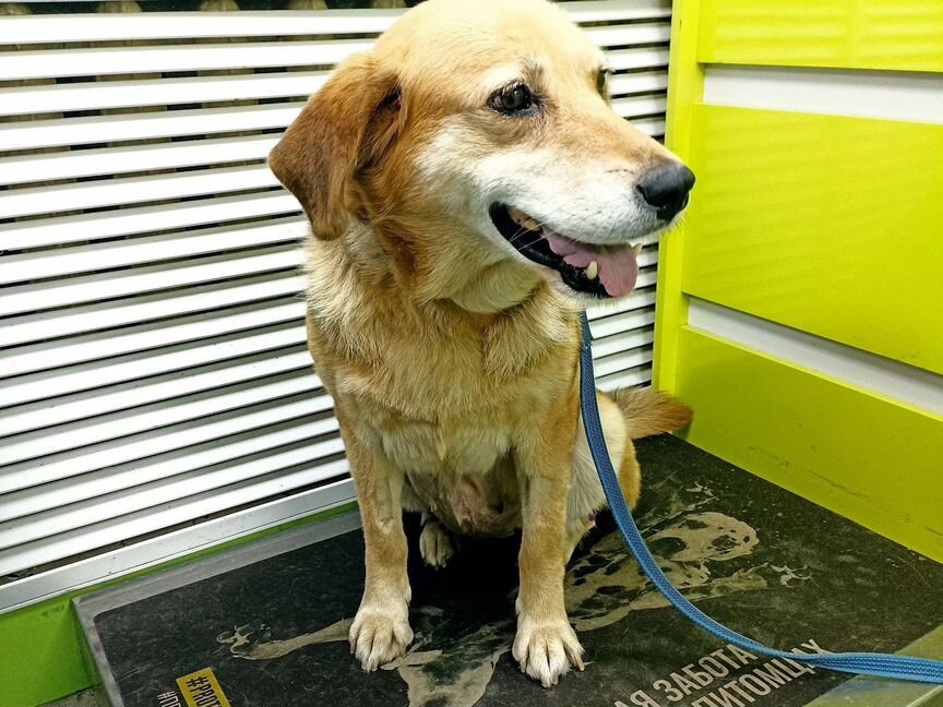 Девочка в добрые руки