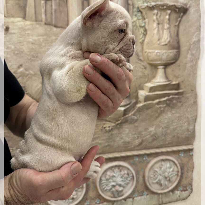 Французский бульдог, щенок