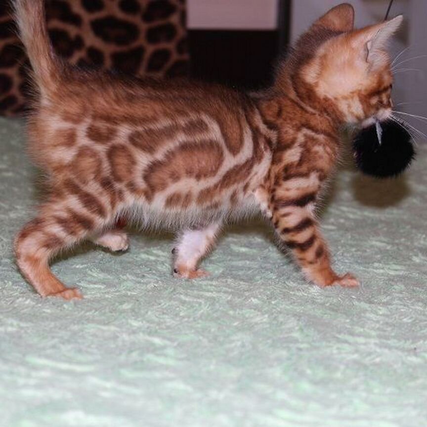 Бенгальские подарочки