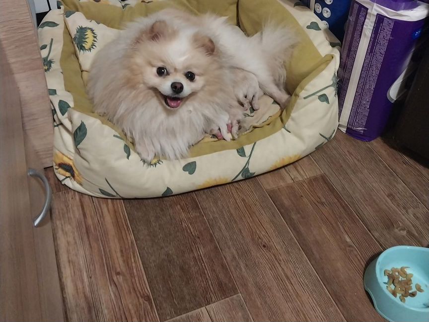 Взрослые шпицы