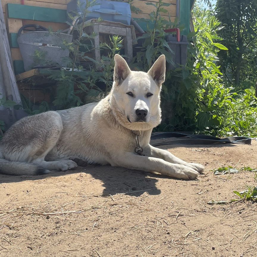 Большая Собака в Добрые руки