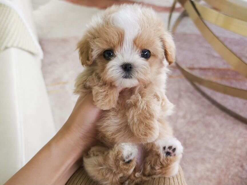 Девочка микро из Кореи