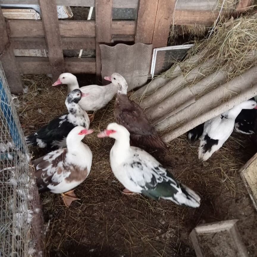 Продам молодых индоуток