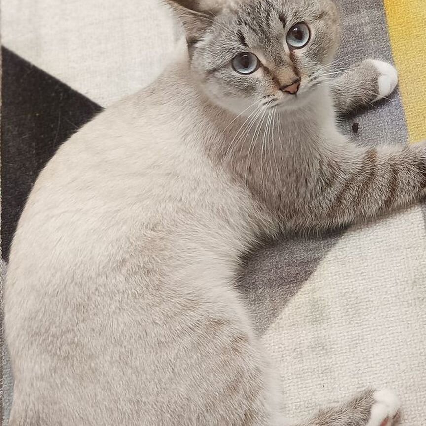 Тайская кошка вязка