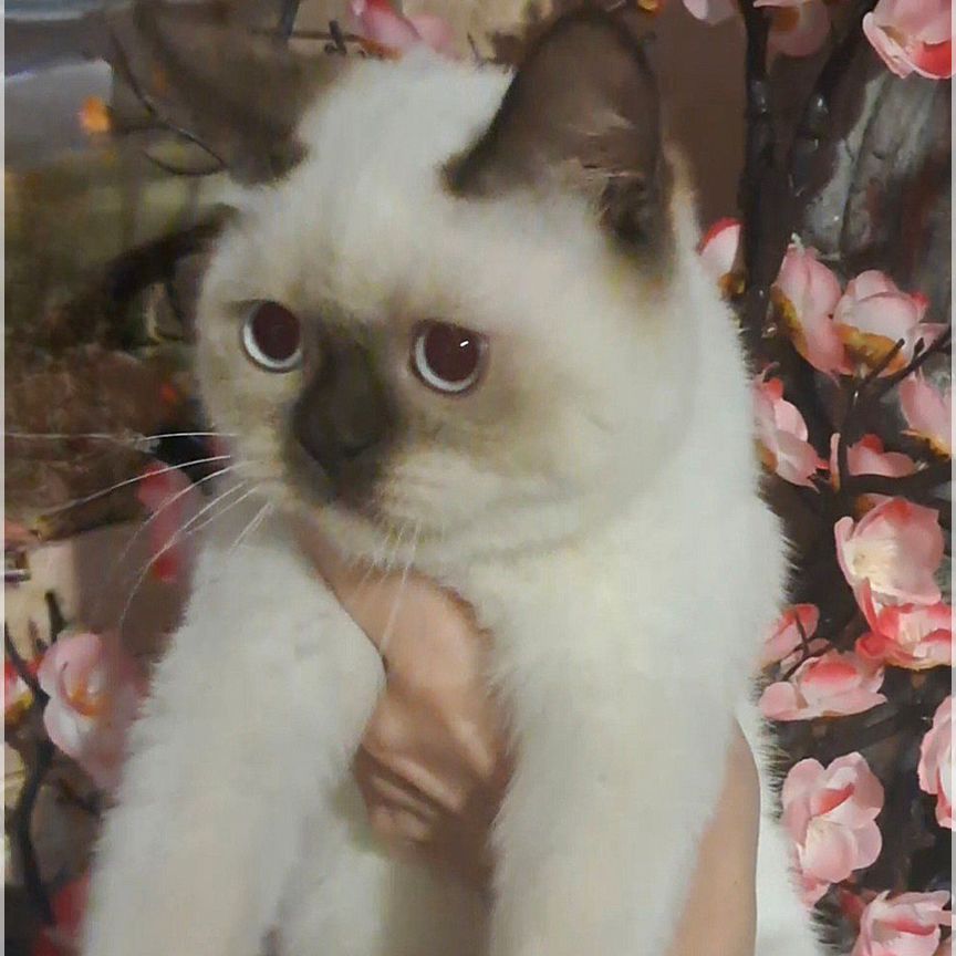 Шотландский прямоухий короткошёрстный котёнок
