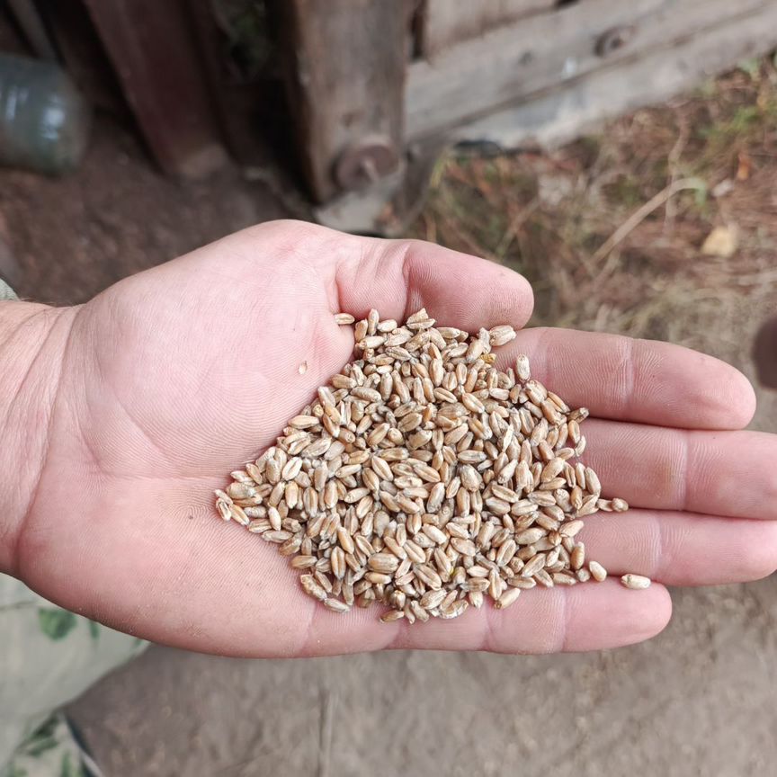 Зерно пшеница