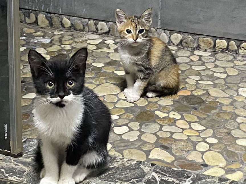 Котята в добрые руки