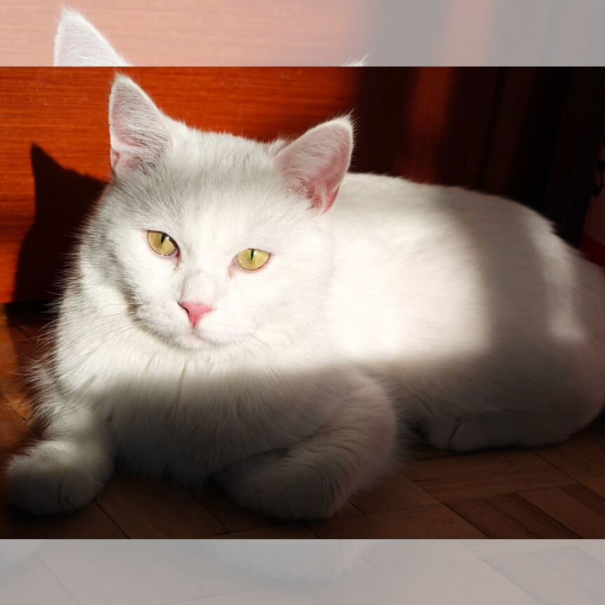 Котик ищет добрые ручки