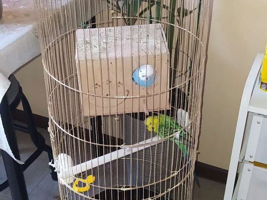 Попугаи и клетка