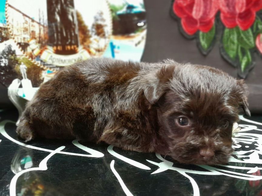 Цветной Йорк эксклюзивного окраса