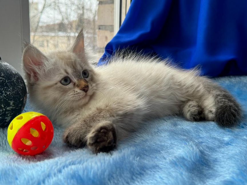 Невский котик 2 мес