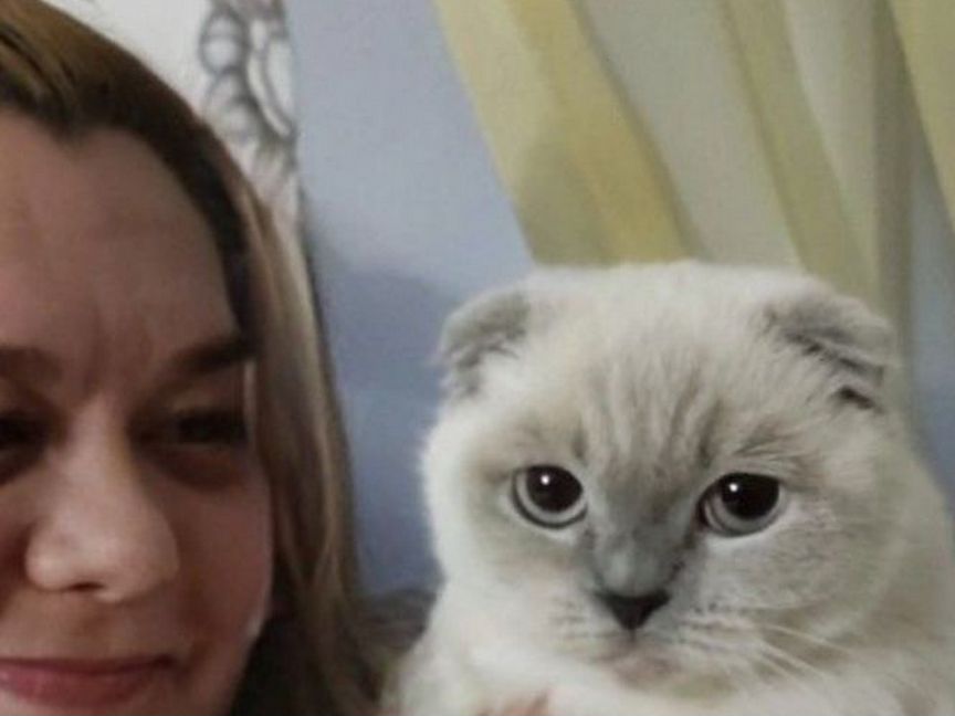 Шотландская