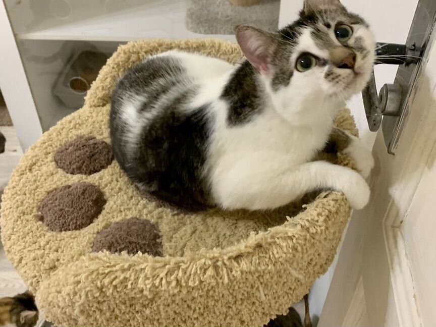 Котик Сева ласковый урчун
