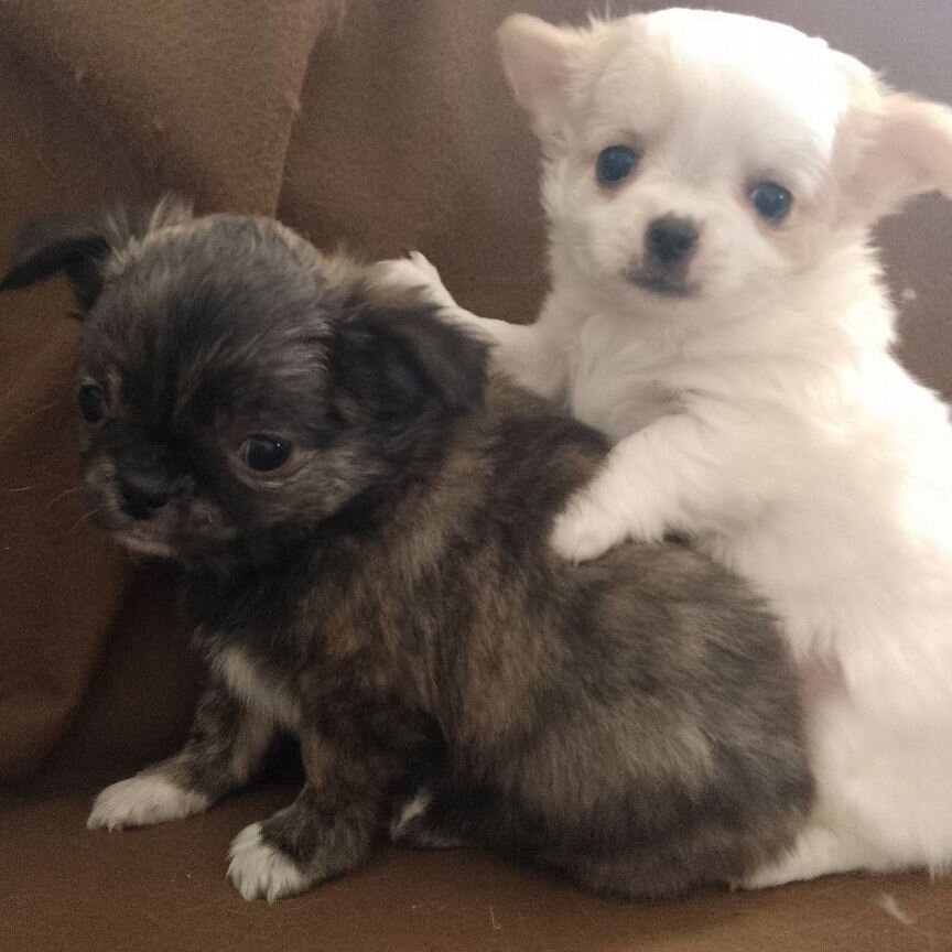 Чихуахуа, щенок