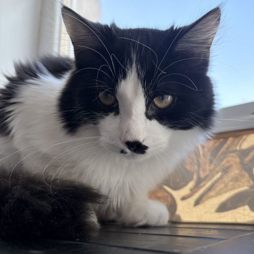 Котёнок в добрые руки