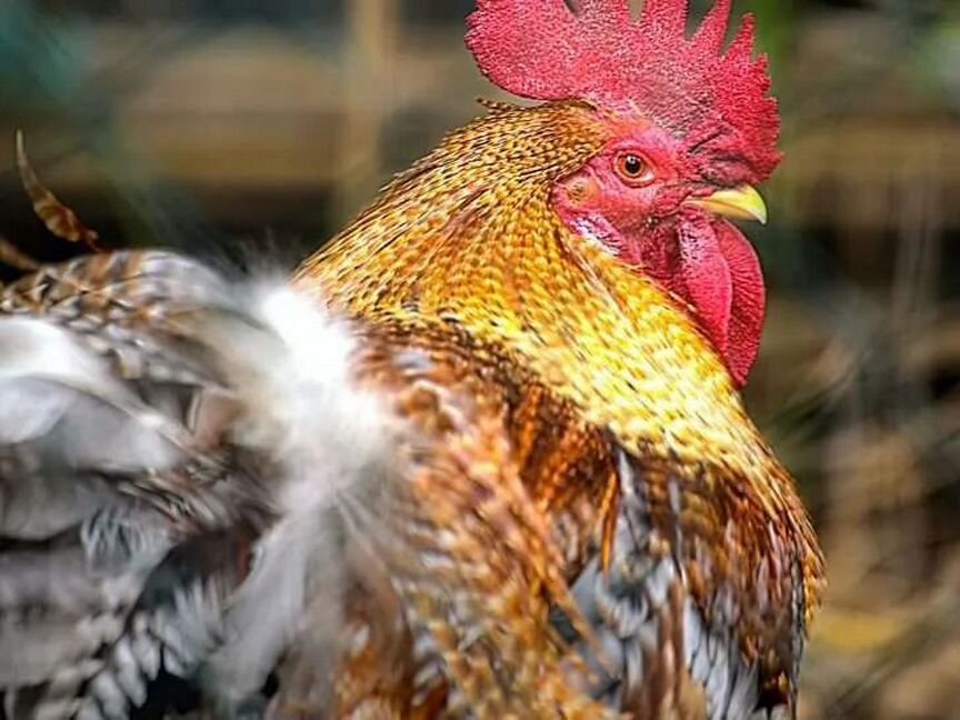 Инкубационные яйцо куриц породы Билефельдер