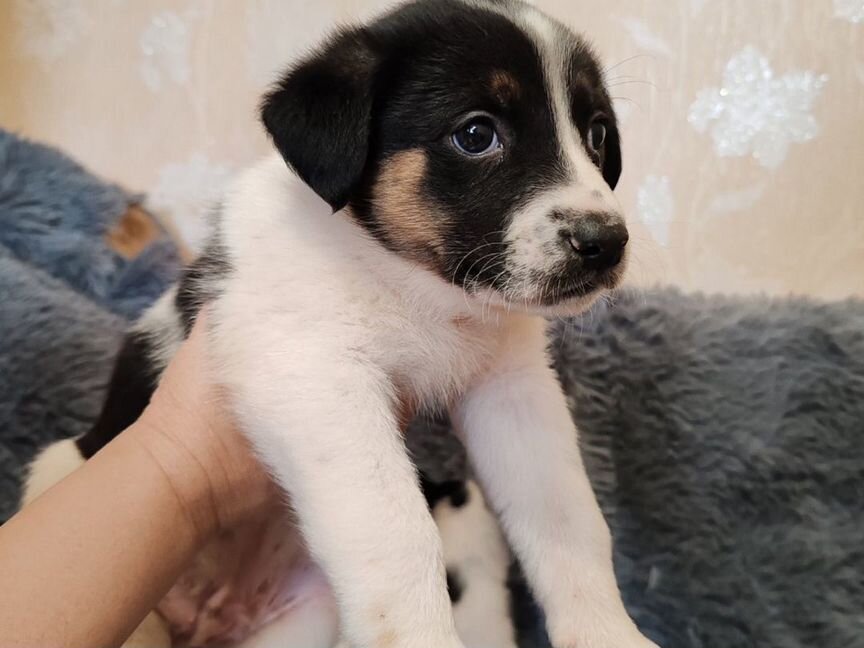 Щеночки в добрые руки