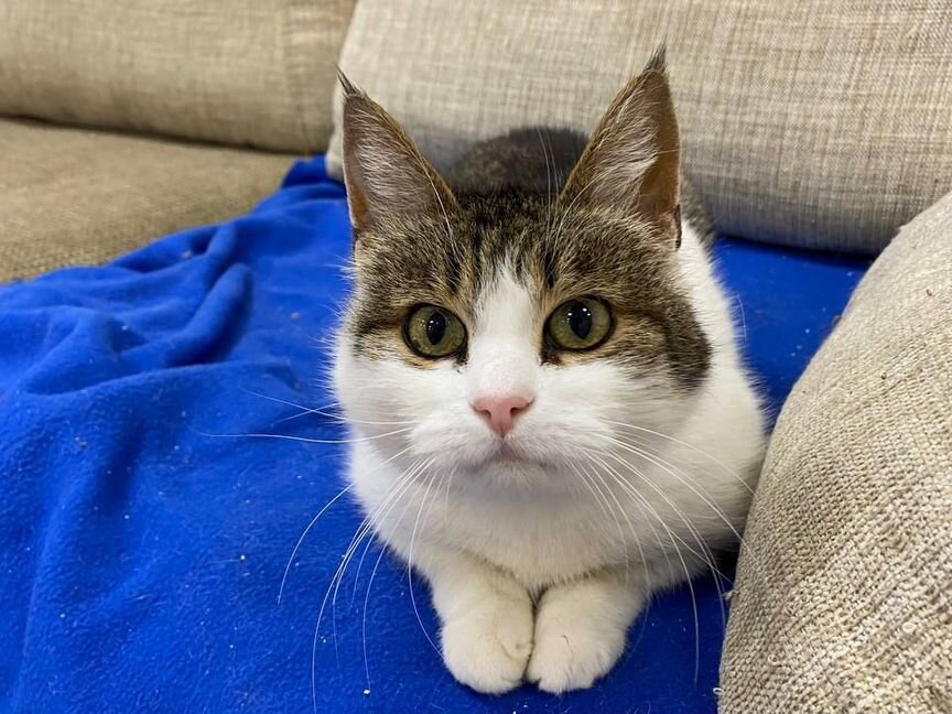 Старушка Хохотушка ищет дом