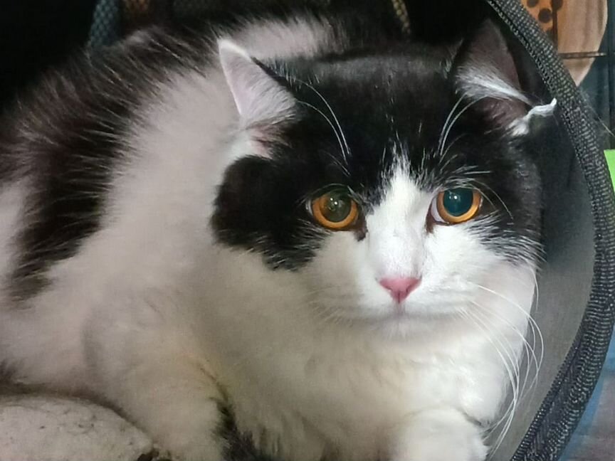 Кота сдали в приют