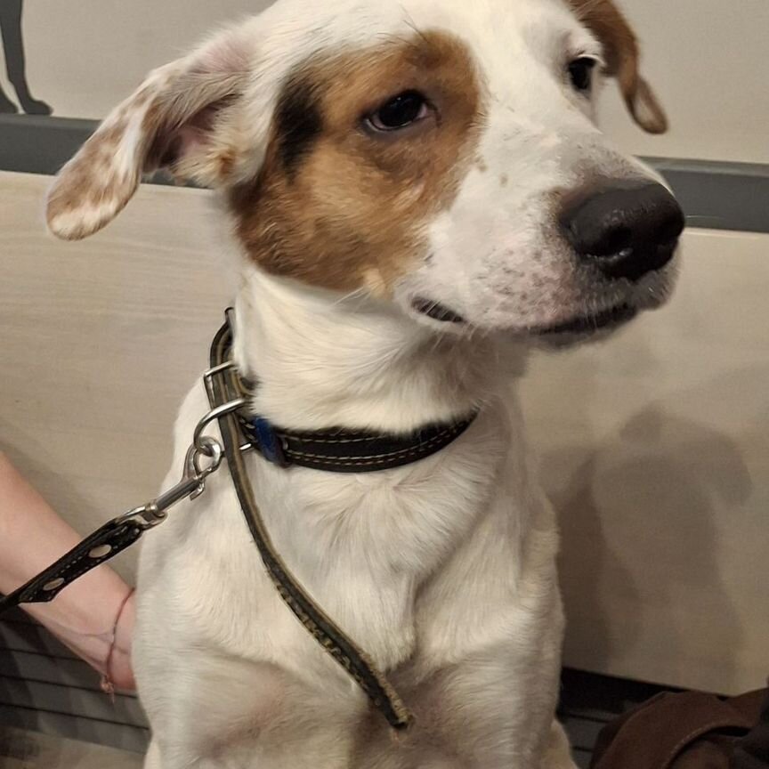 Собака в добрые руки